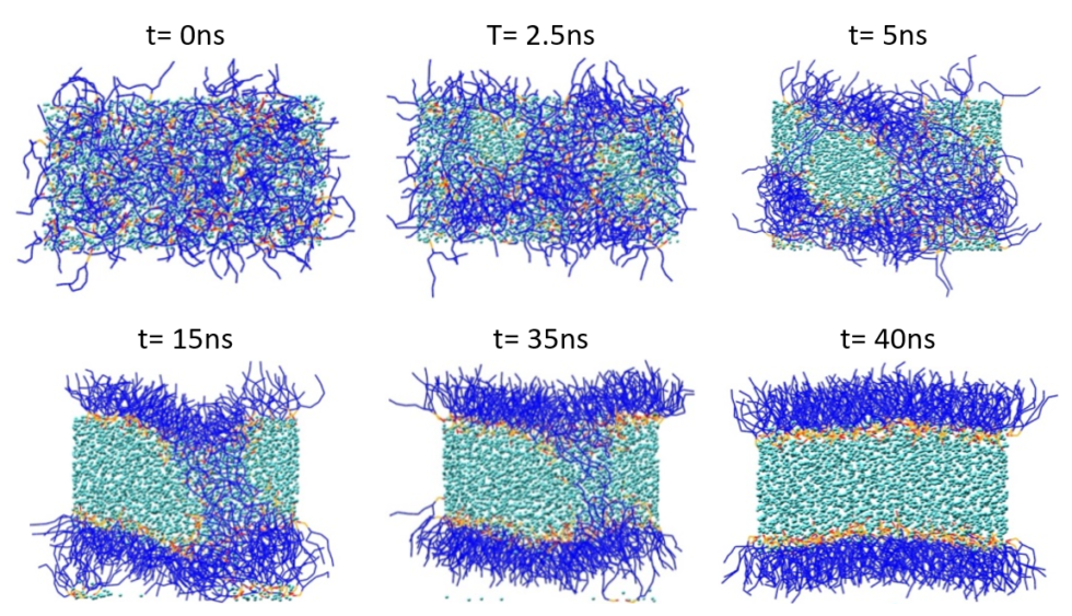Cargo molecule delivery to target liposomes using mesoscopic ...